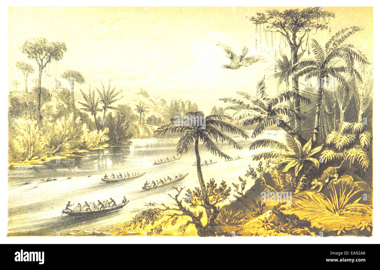 This 1855 illustration by Maryatt depicts the Chagres River, an ...