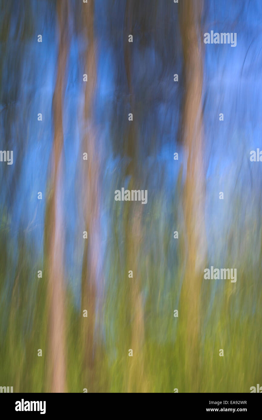 Four Trees Reflected in Water Abstract Stock Photo - Alamy