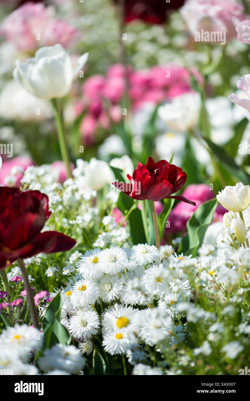 flowerbed along the lake of Geneva with multicolored flowers on a nice ...