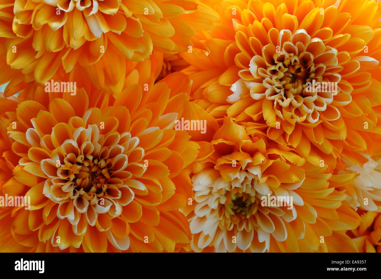 close up of orange aster flower bouquet Stock Photo - Alamy