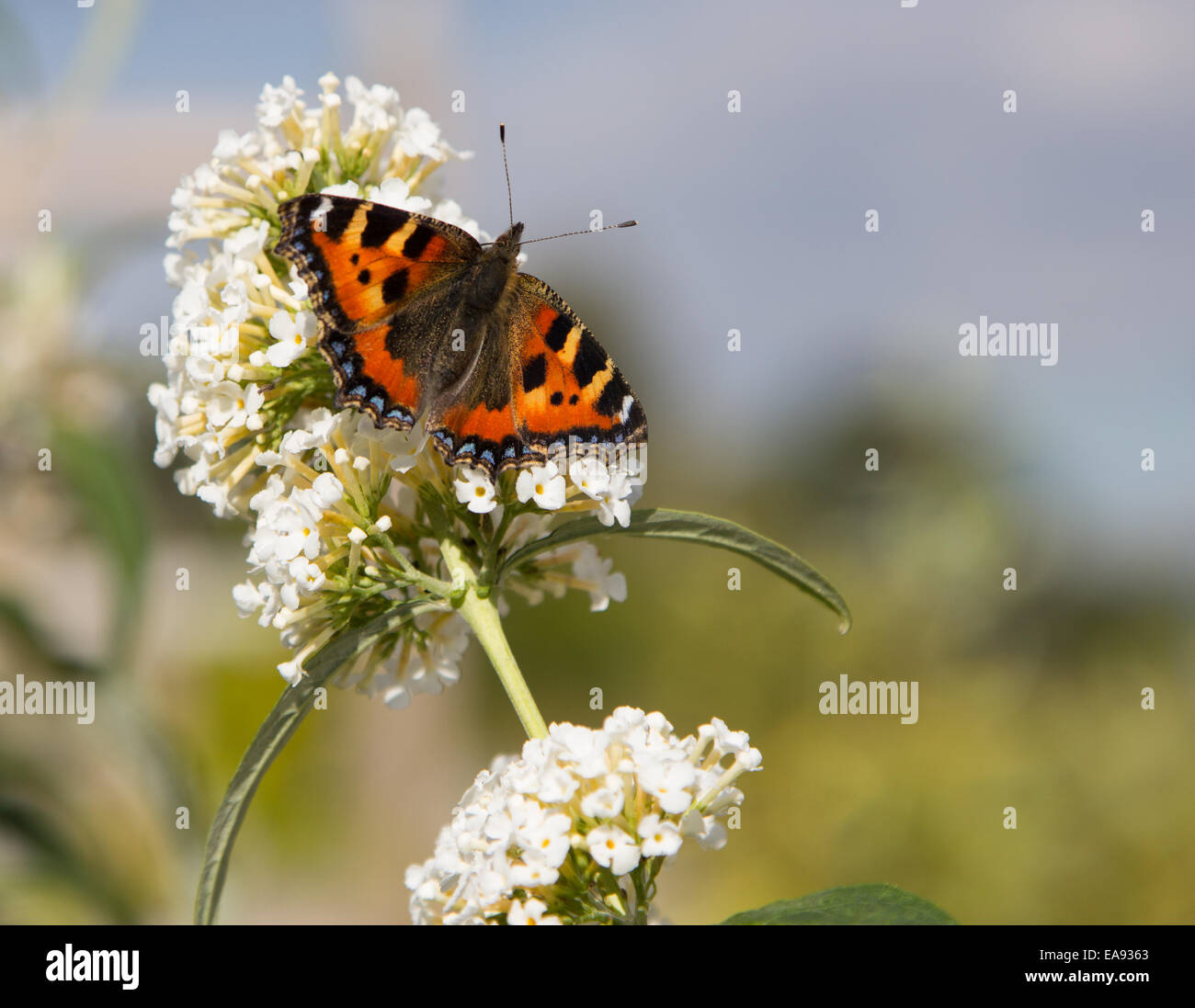 Tortoise shell butterfly hi-res stock photography and images - Alamy