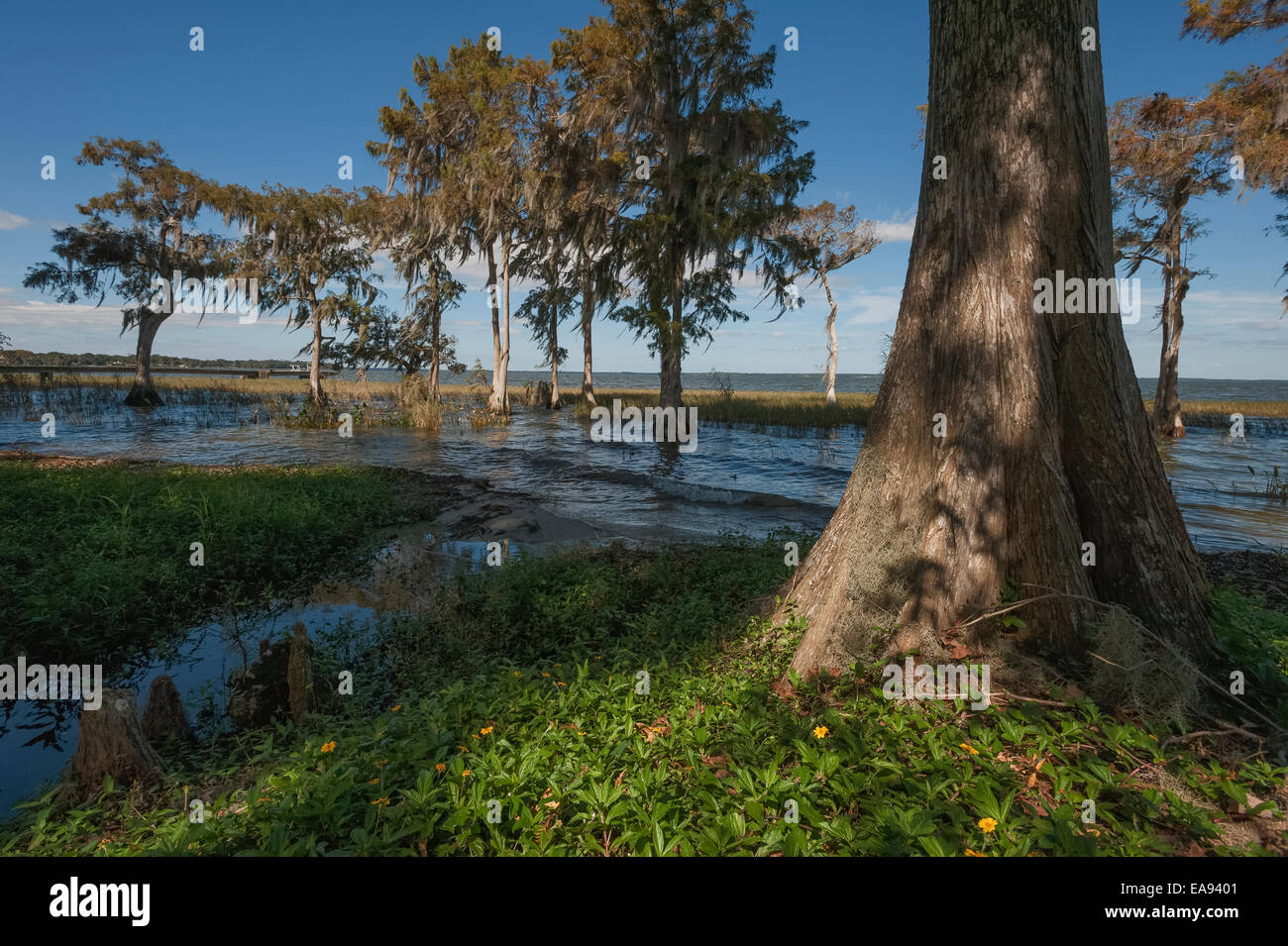Cypress trees florida hi-res stock photography and images - Alamy