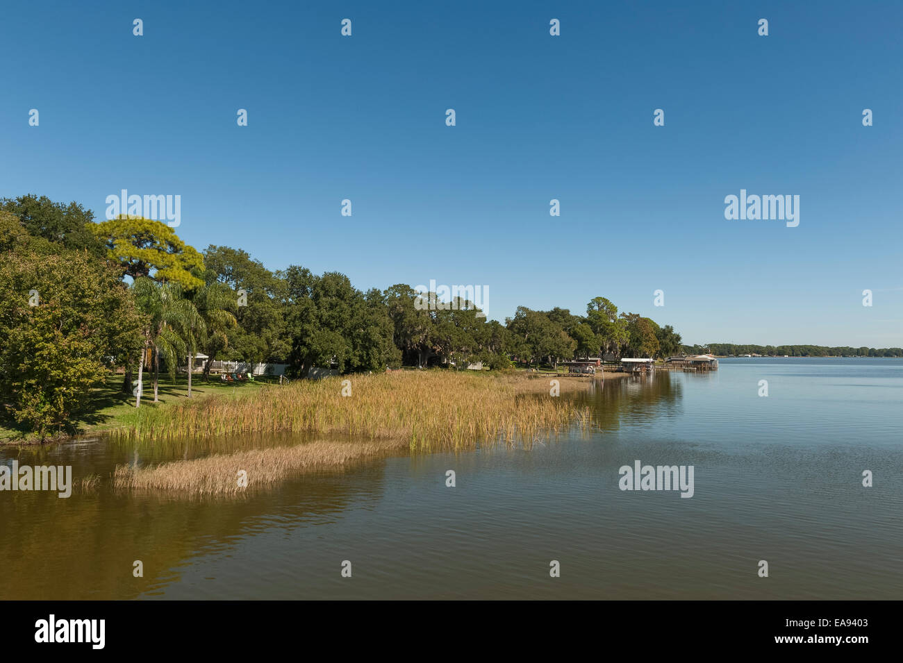 A scenic shoreline view of Lake Dora in Tavares, Florida USA Stock ...