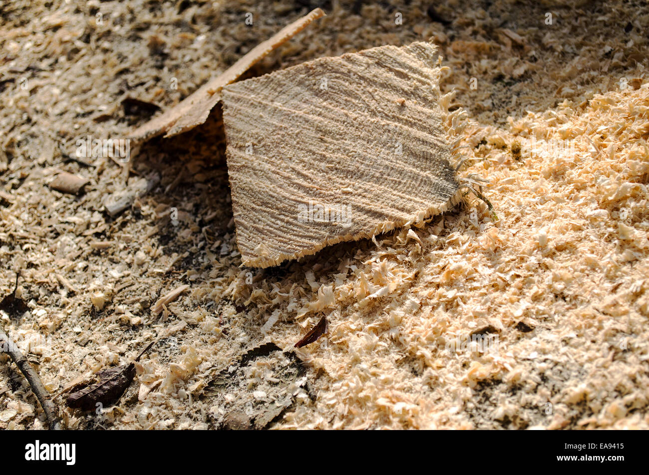 Sawdust floor hi-res stock photography and images - Alamy