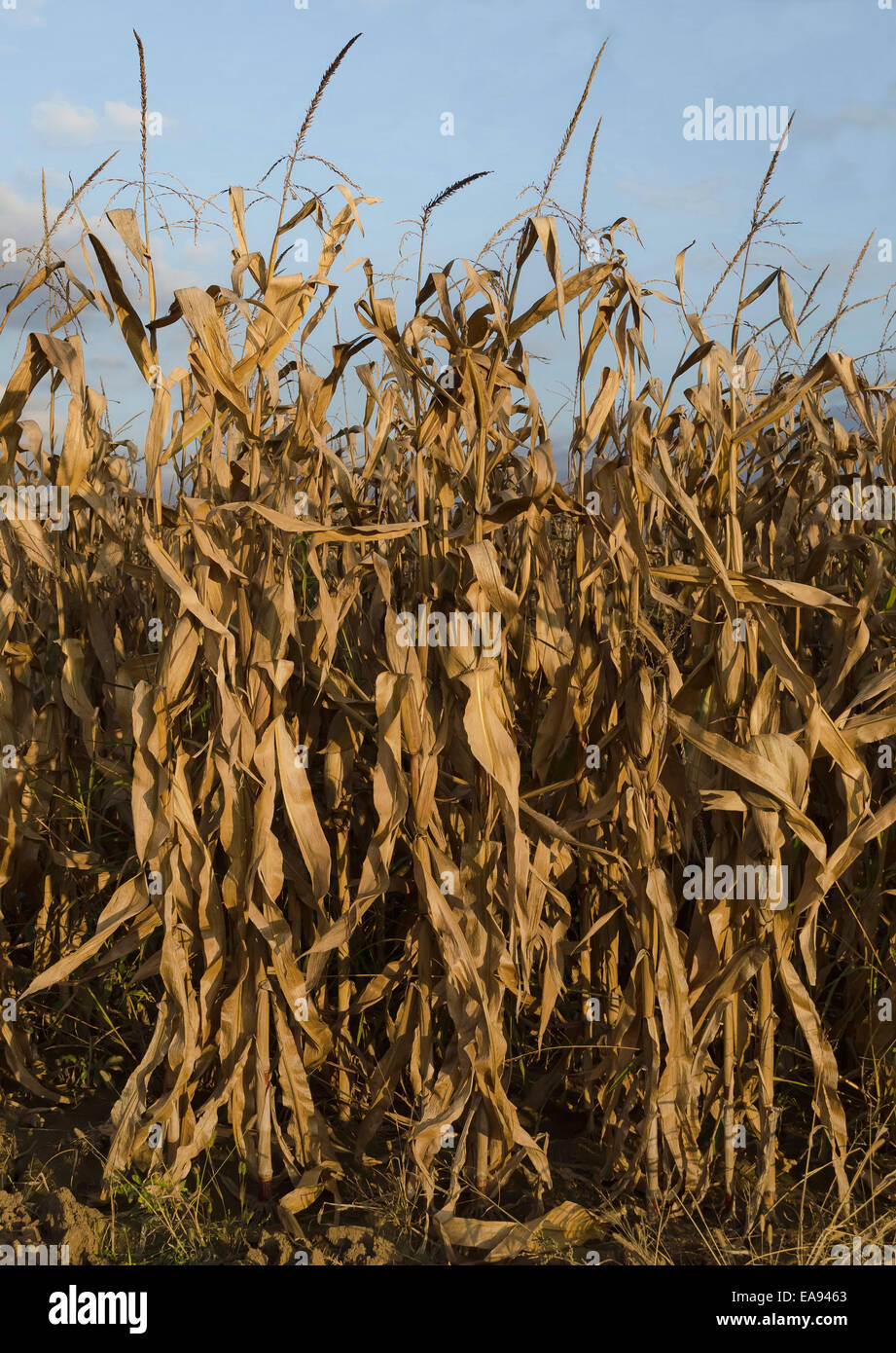 Maize corn stems hi-res stock photography and images - Alamy