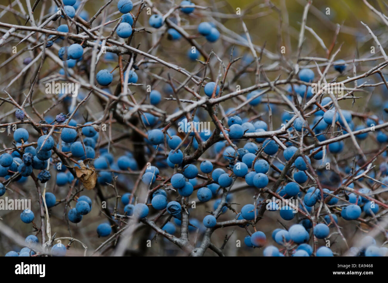Dark blue ripe sloe fruit on branches of blackthorn (Prunus spinosa ...