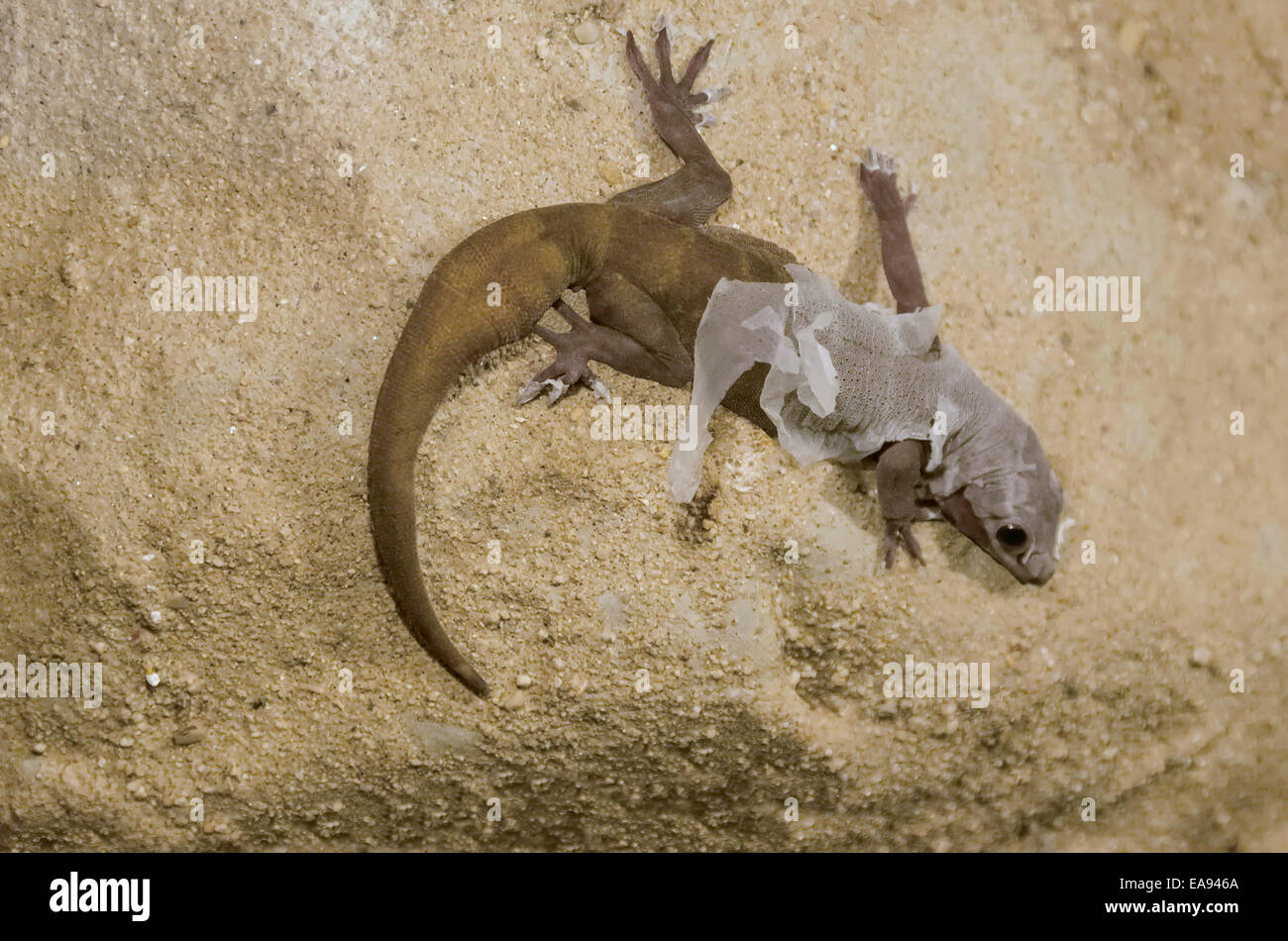Grainy photograph hi-res stock photography and images - Alamy