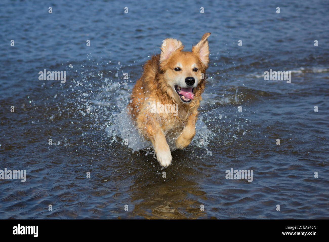 Shutter dog hi-res stock photography and images - Alamy