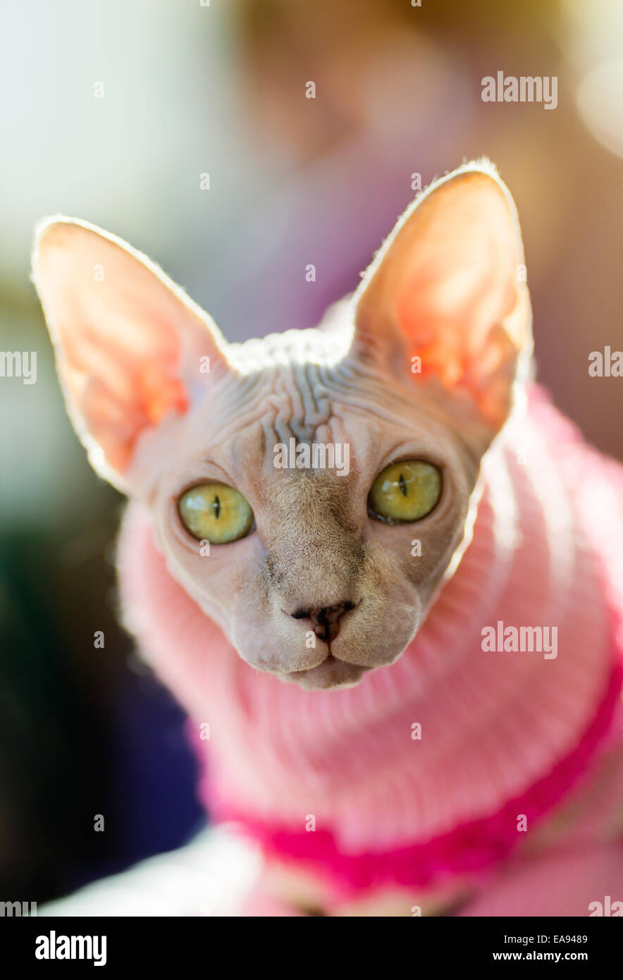 Animals: Sphynx cat wearing pink pullover, sun shining through the ears ...