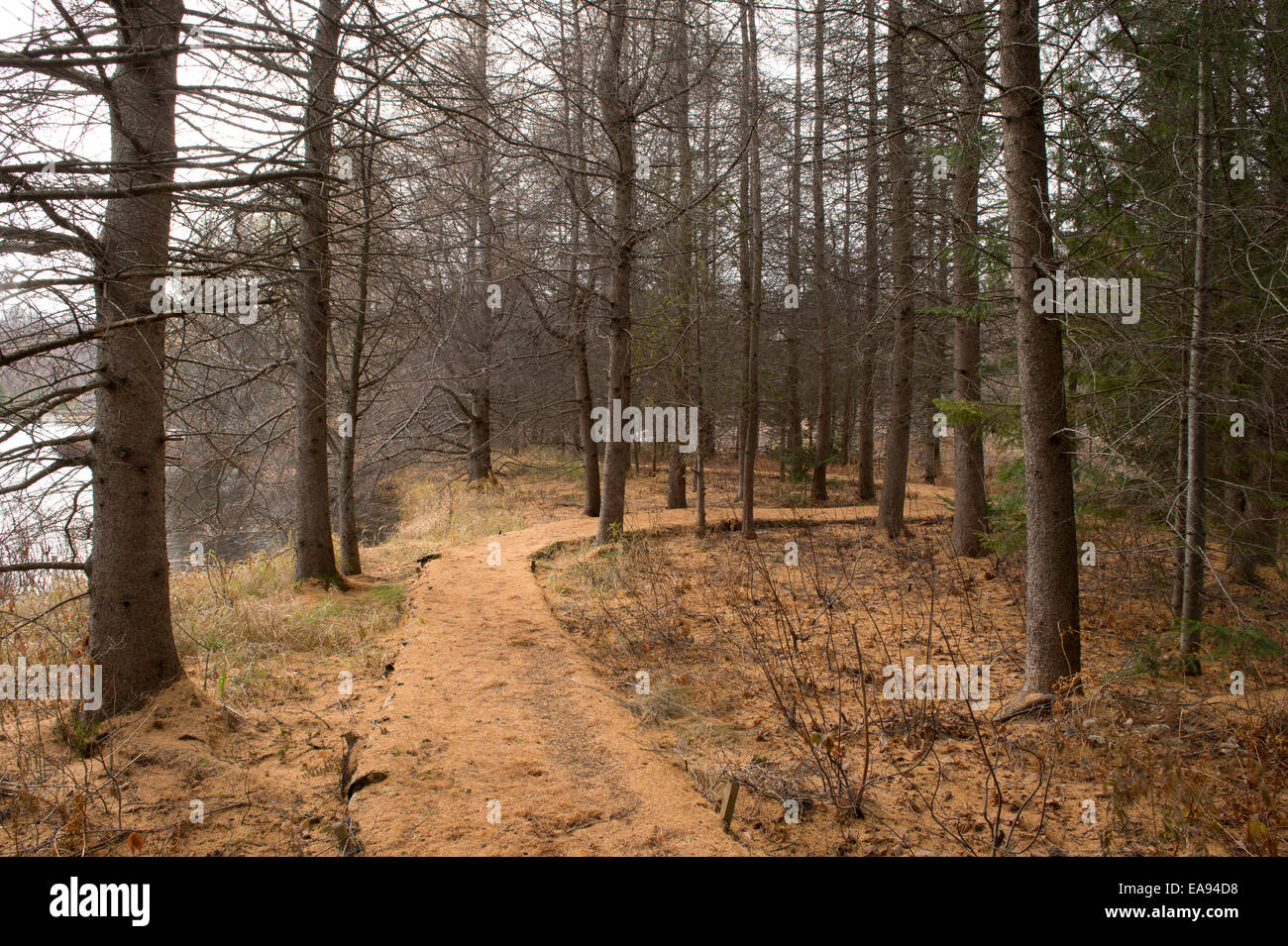 Path in the forest, late fall Stock Photo - Alamy