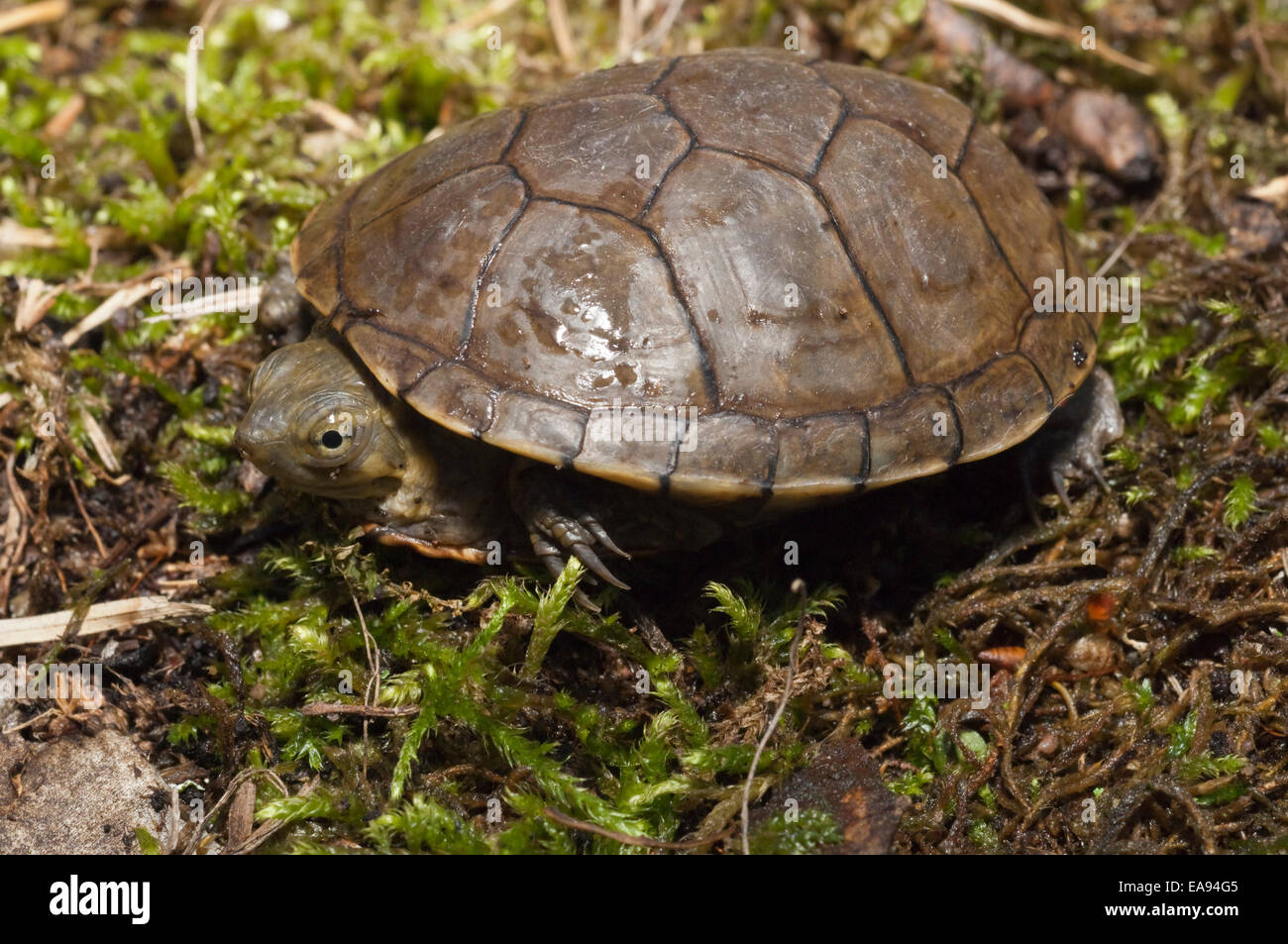Yellow mud turtle, Kinosternon flavescens flavescens, native to the ...
