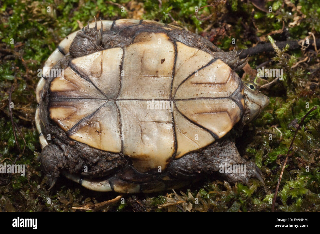 Yellow mud turtle, Kinosternon flavescens flavescens, native to the ...