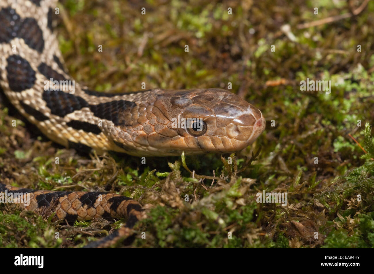 Western fox snake, Elaphe vulpina vulpina/Pantherophis vulpinus ...