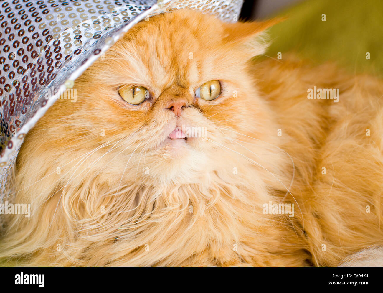 Red persian cat with hat Stock Photo - Alamy