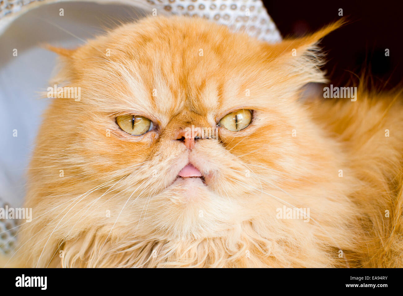 Red persian cat with hat Stock Photo - Alamy