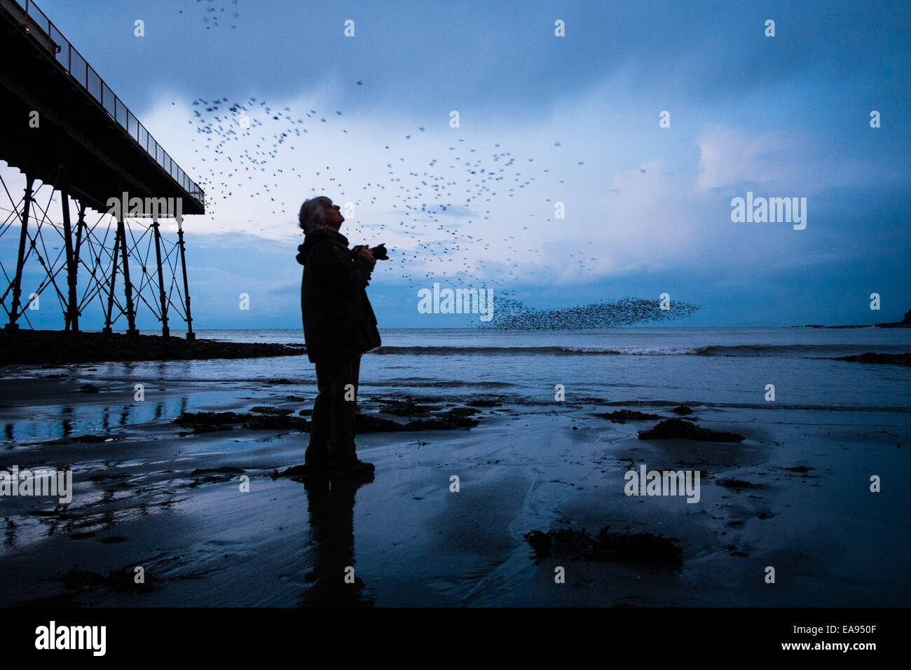 Keen bird hi-res stock photography and images - Alamy