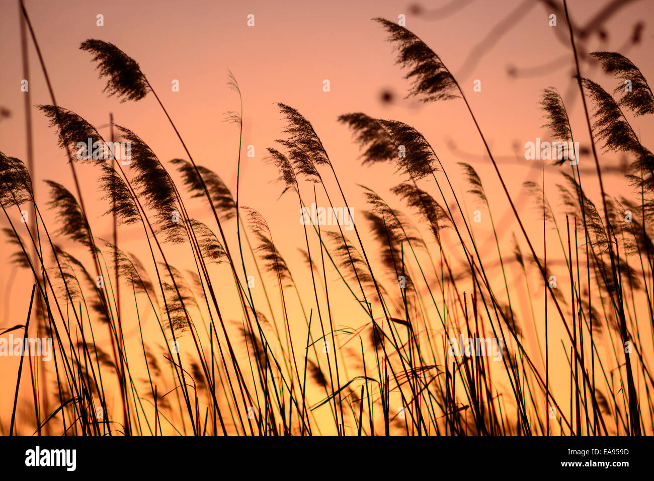 Sunset scene through phragmites common reeds, Phragmites australis, on ...