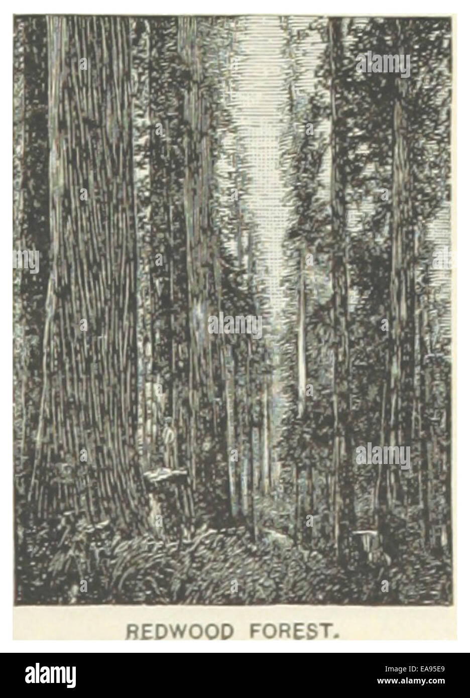 This 1891 illustration captures the majestic Redwood Forest in ...