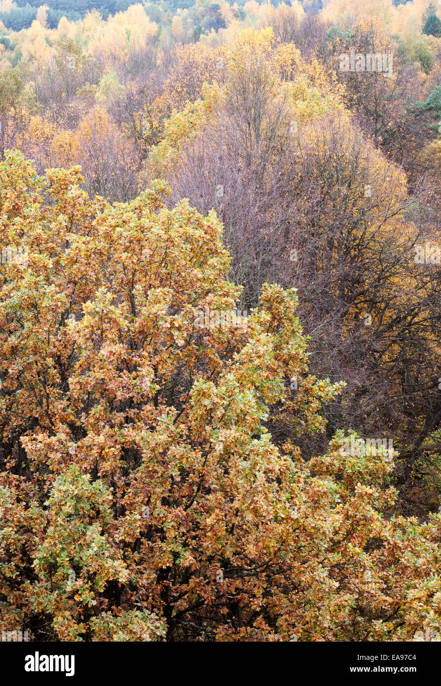 Autumn tree top foliage Stock Photo - Alamy