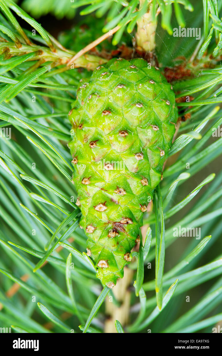 Green scots or scotch pine Pinus sylvestris cone on tree growing in ...