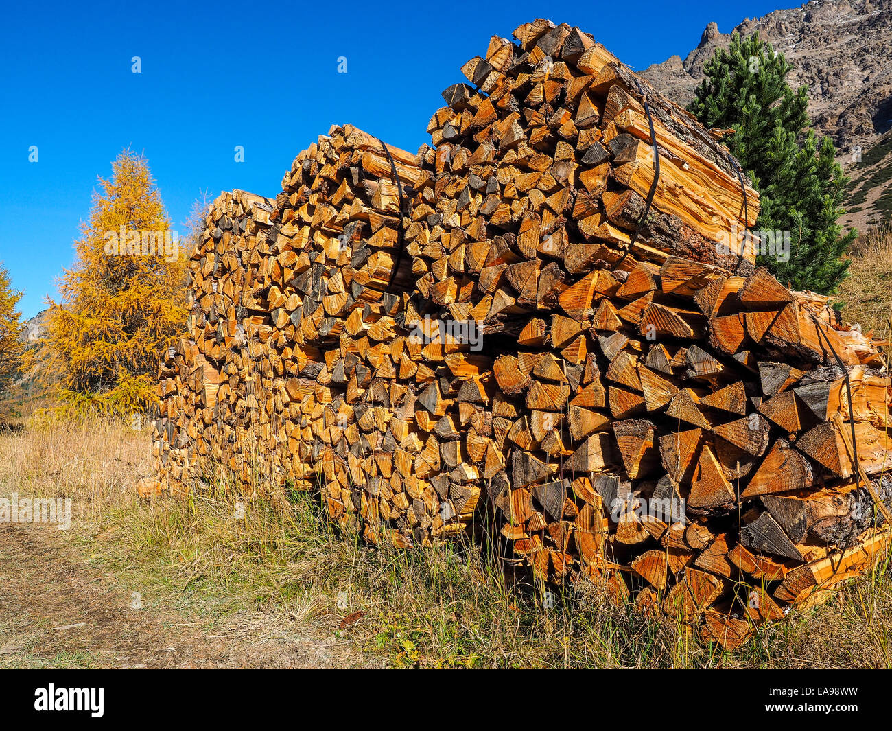 Cutting wood is arrange to be the natural wall in Alps during autumn ...
