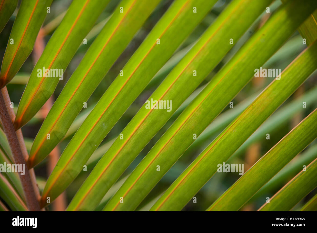 Palm leaf patterns Stock Photo - Alamy