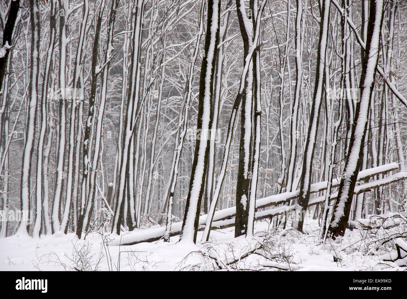 Hesse Forest Stock Photos & Hesse Forest Stock Images - Alamy