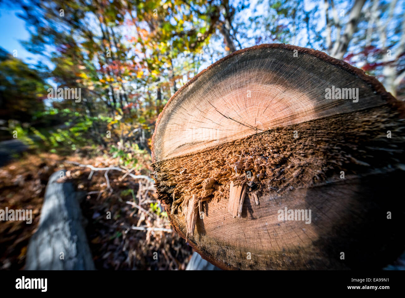 Felled Tree showing rings and timber hinge Stock Photo - Alamy