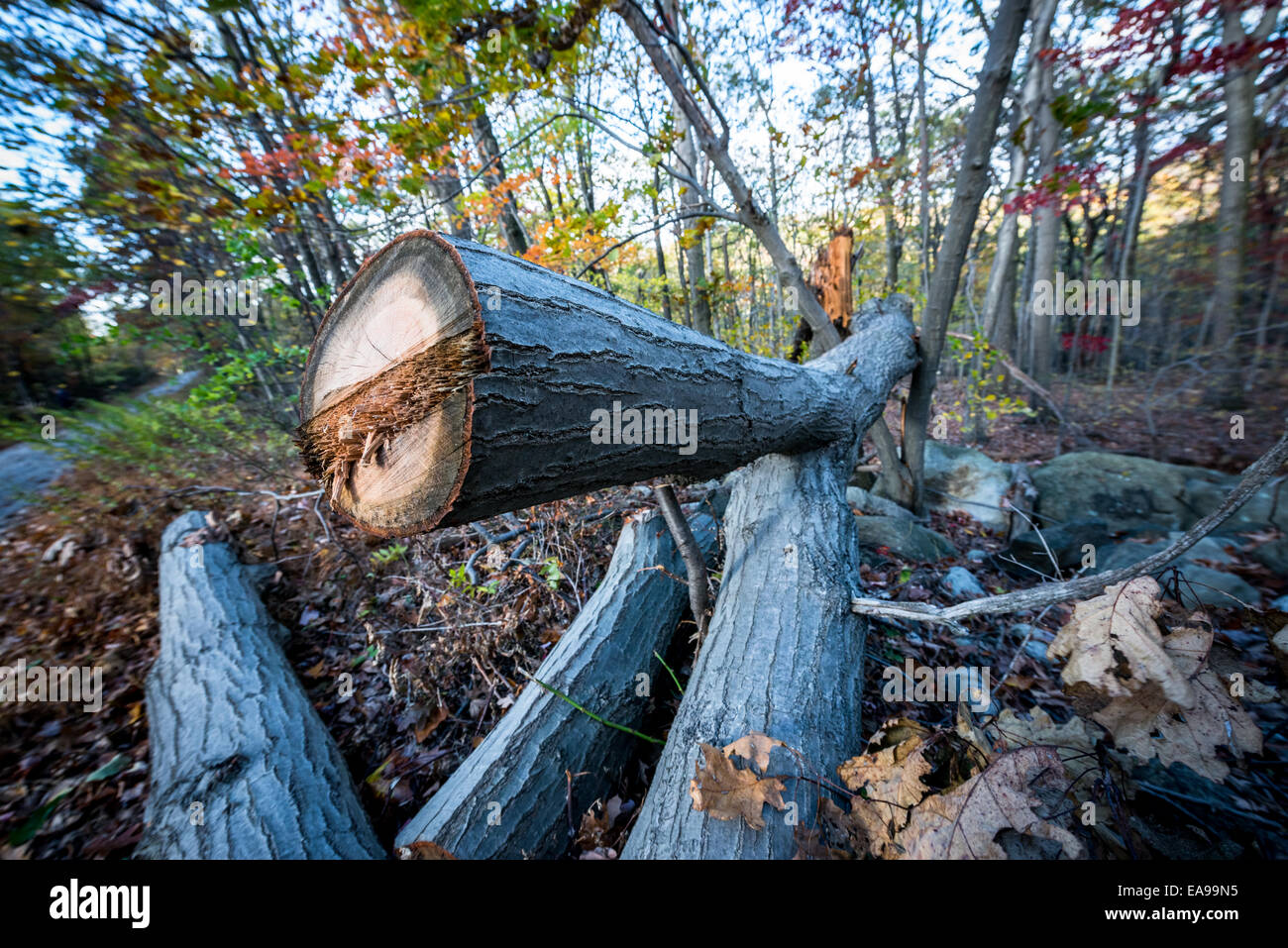 Tree branch rings for pieces hi-res stock photography and images - Alamy