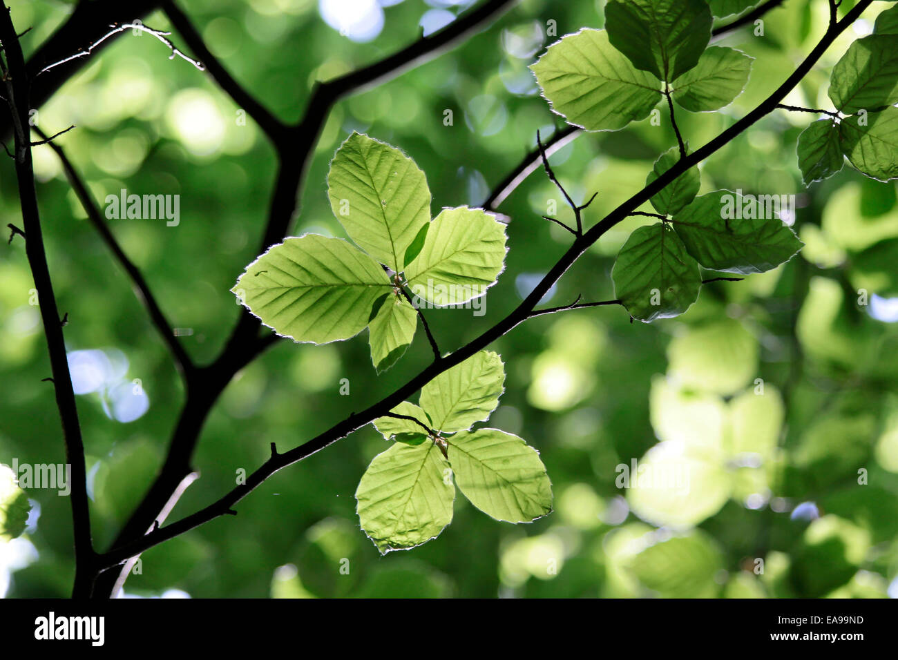Beech leaves hi-res stock photography and images - Alamy