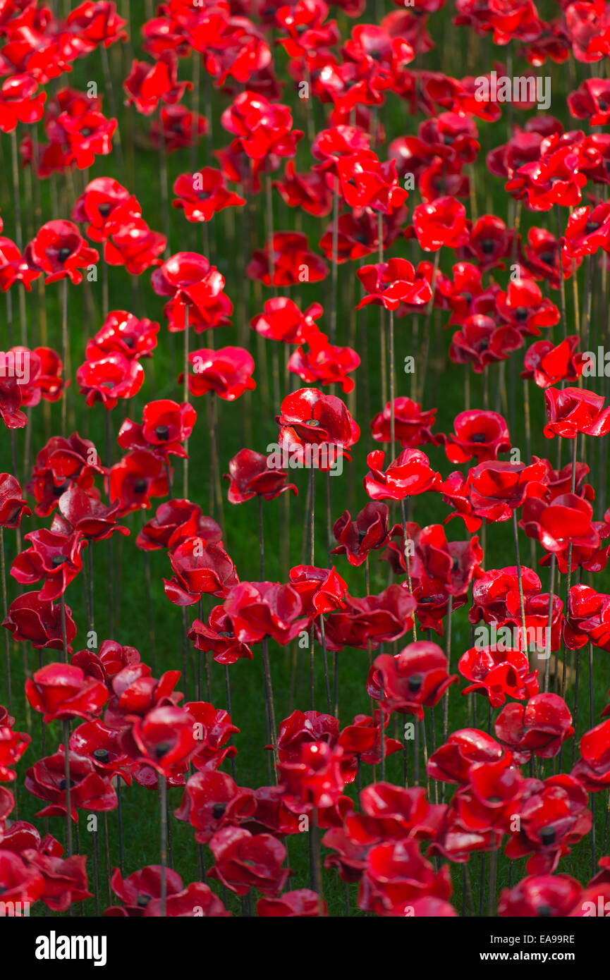 Poppies at Tower of London Poppies display Stock Photo - Alamy