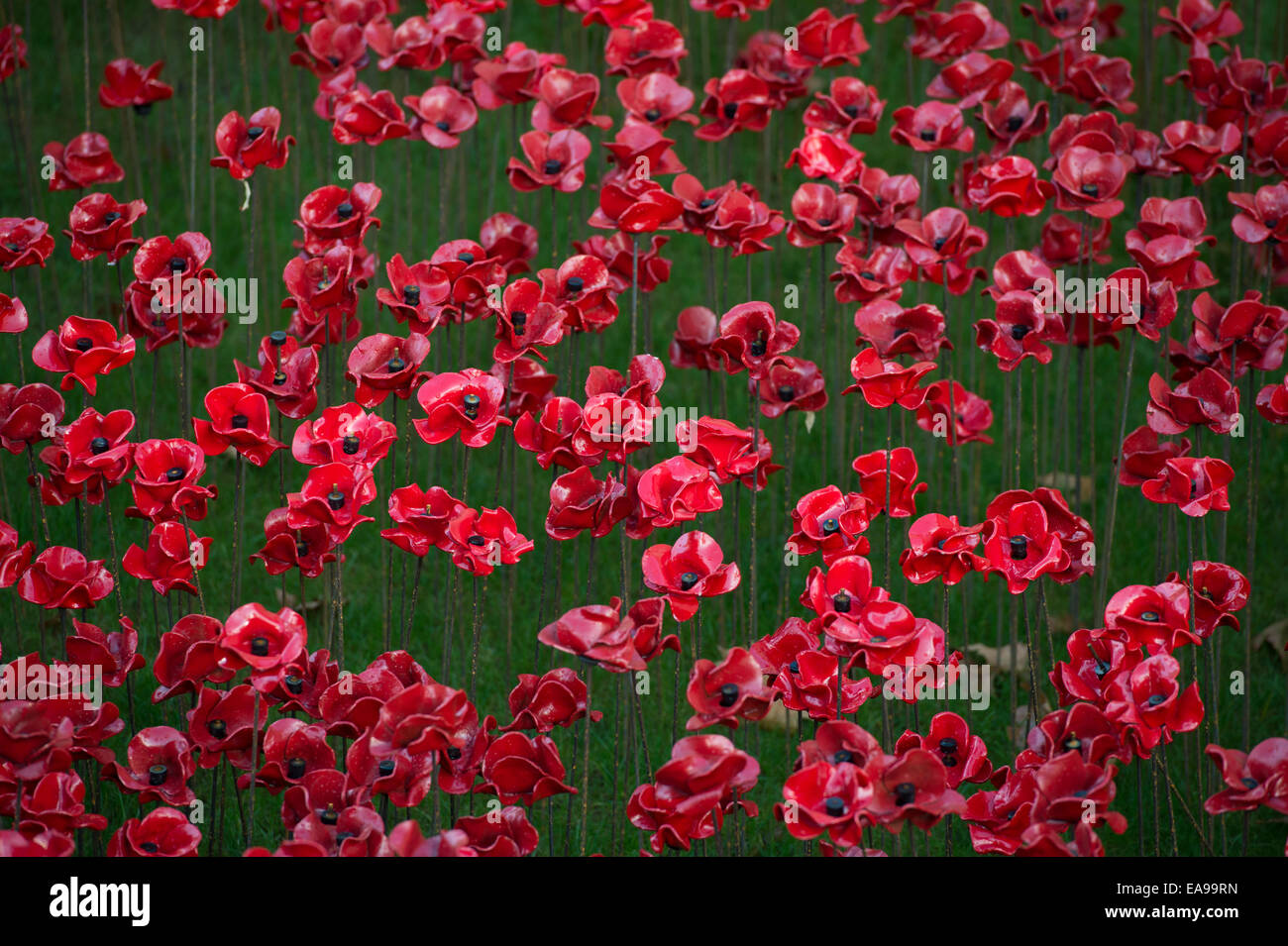 Poppies at Tower of London Poppies display Stock Photo - Alamy