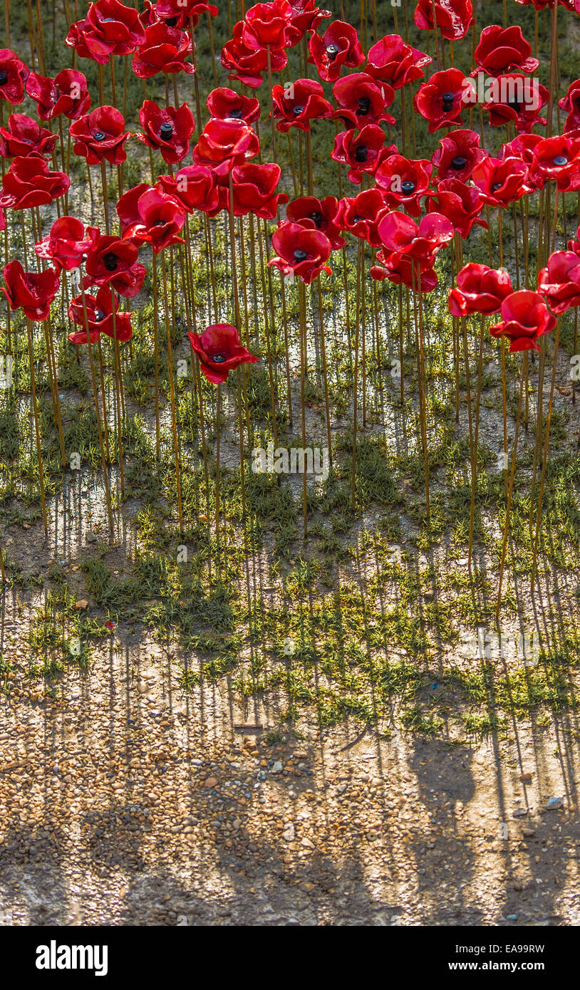 Poppies at Tower of London Poppies display Stock Photo - Alamy