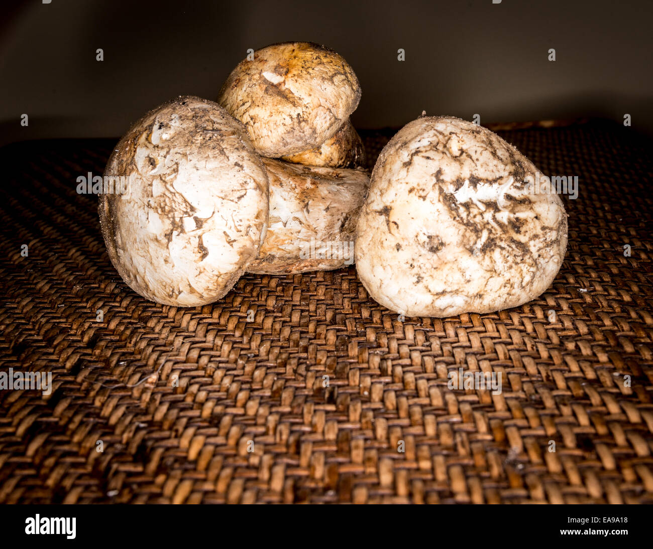 Matsutake Mushroom with veil intact Stock Photo - Alamy