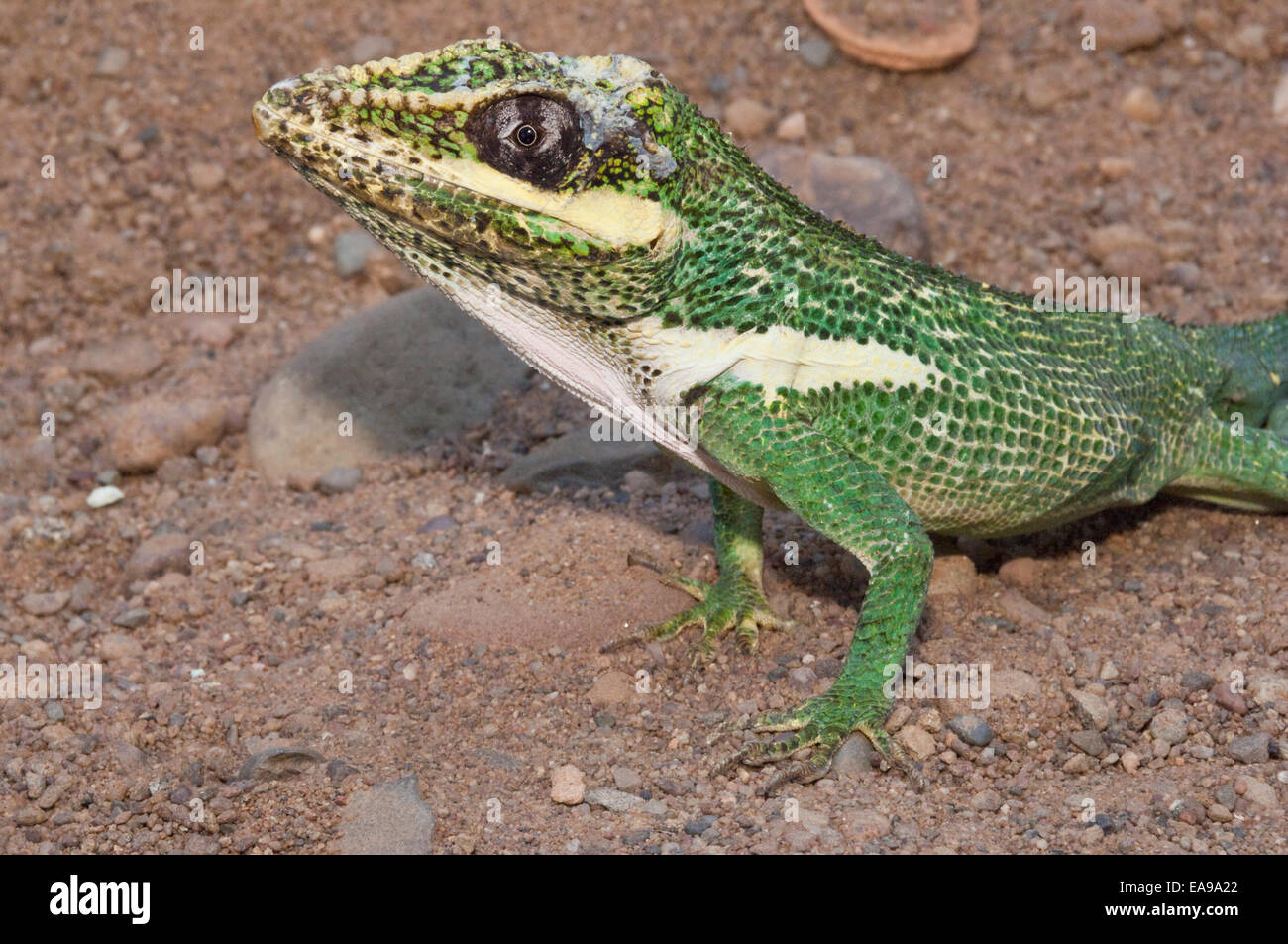 Cuban knight anole, Anolis equestris, native to Cuba, introduced into ...
