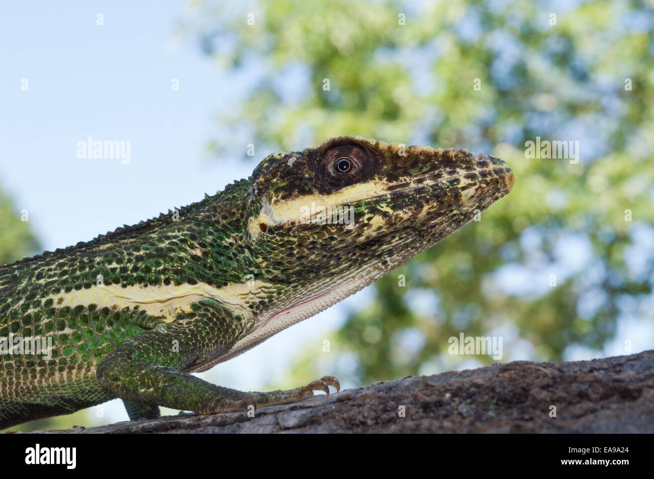 Chipojo lizard hi-res stock photography and images - Alamy