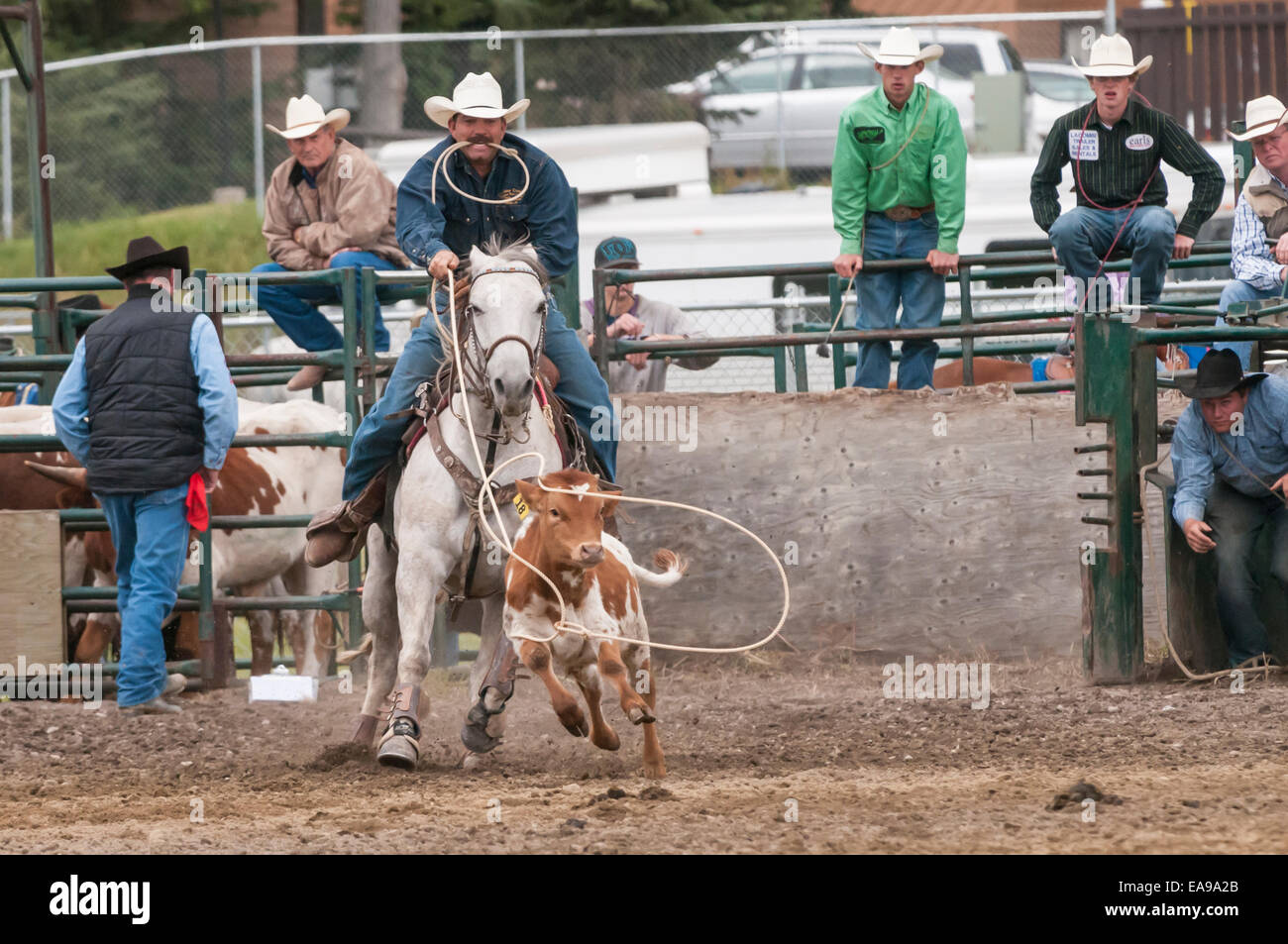 Cowboy Roping Steer High Resolution Stock Photography and Images - Alamy