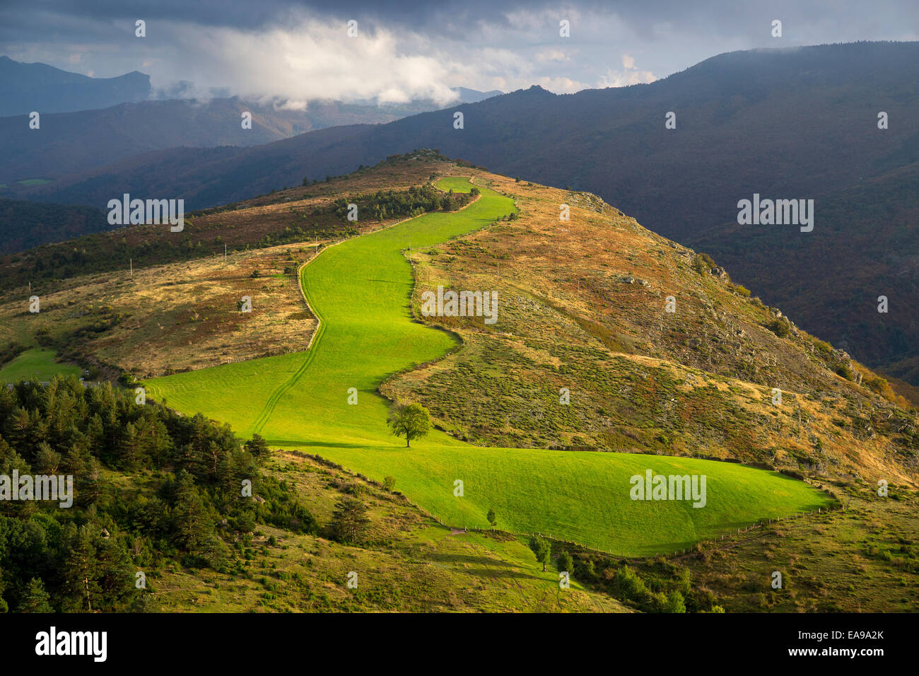 Mountain pasture in the Cevennes National Park Gorge du Tarn Provence ...