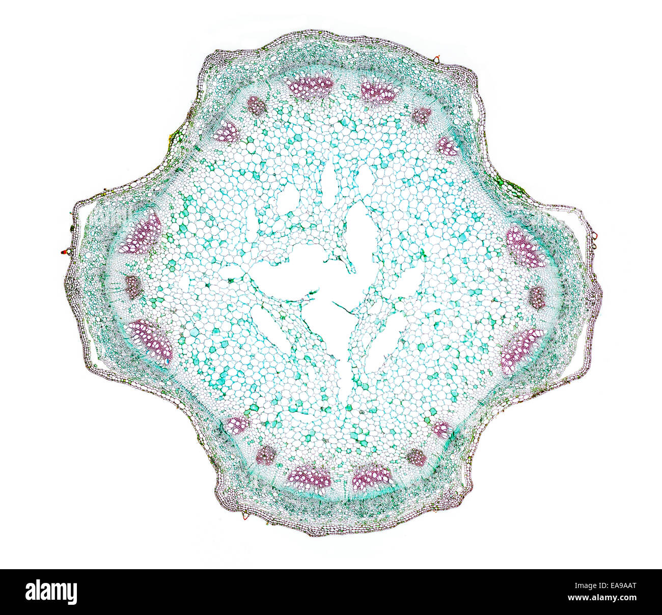 Microscope osmosis vascular bundles xylem pith stinging nettle hi-res ...