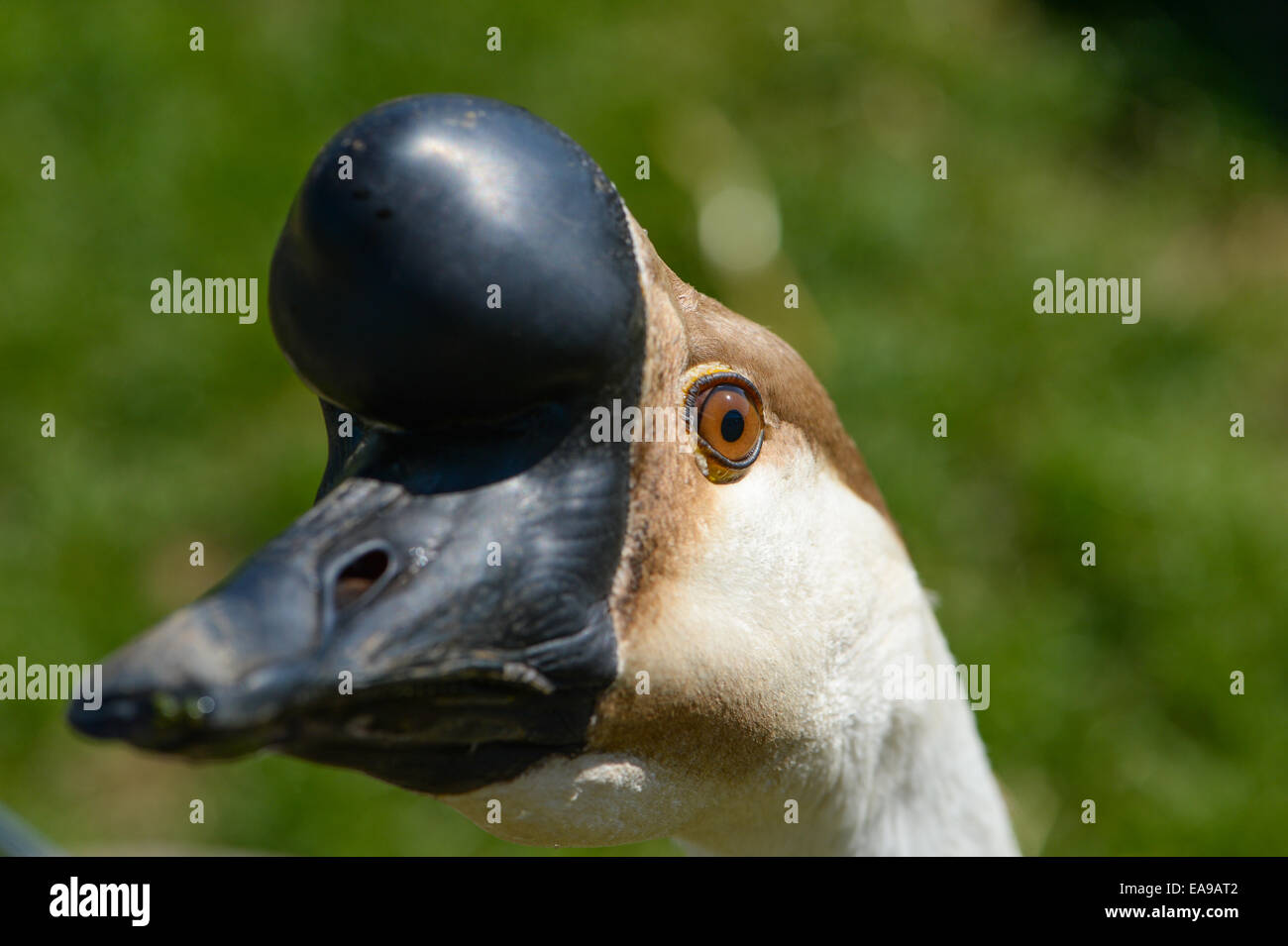 African Brown Goose Stock Photo - Alamy