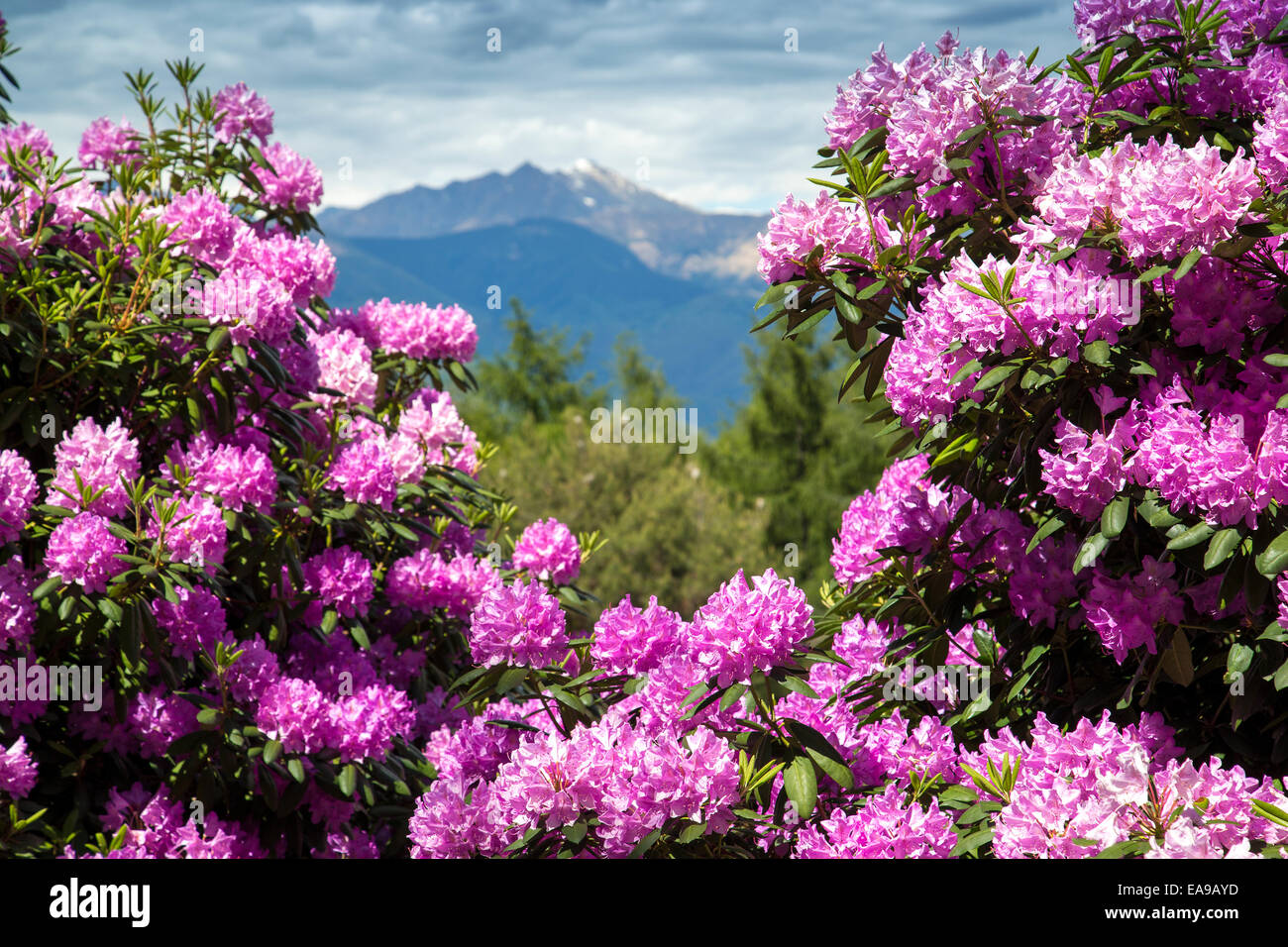 Rhododendrons in full bloom in the Alps Stock Photo - Alamy