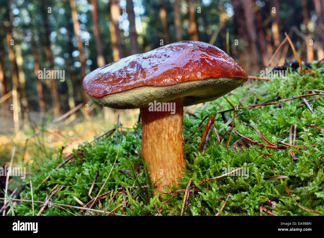 Mushroom Xerocomus badius in the forest on the moss Stock Photo - Alamy