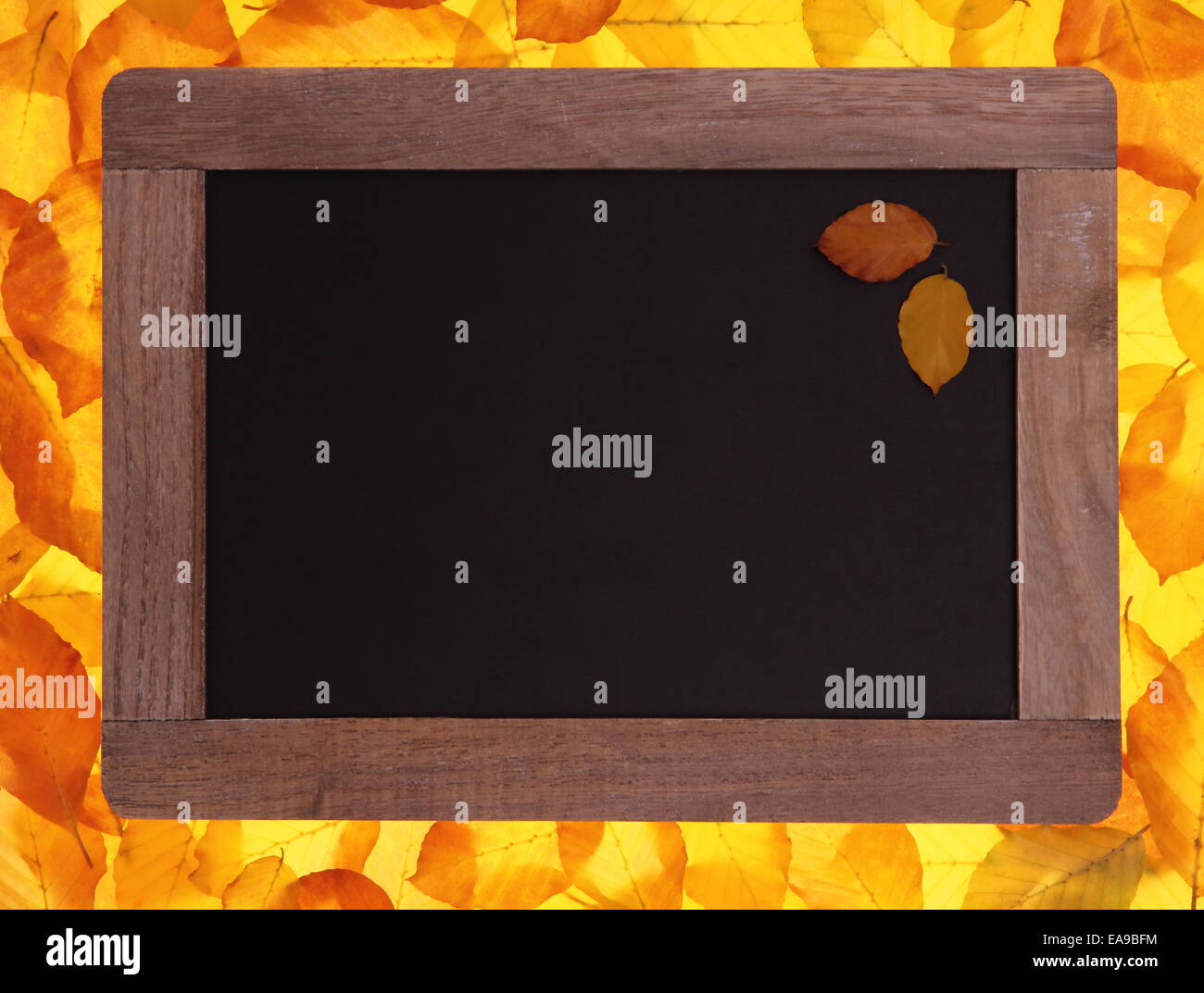 Chalk writing board from antique wood on yellow tree leaves as autumn ...