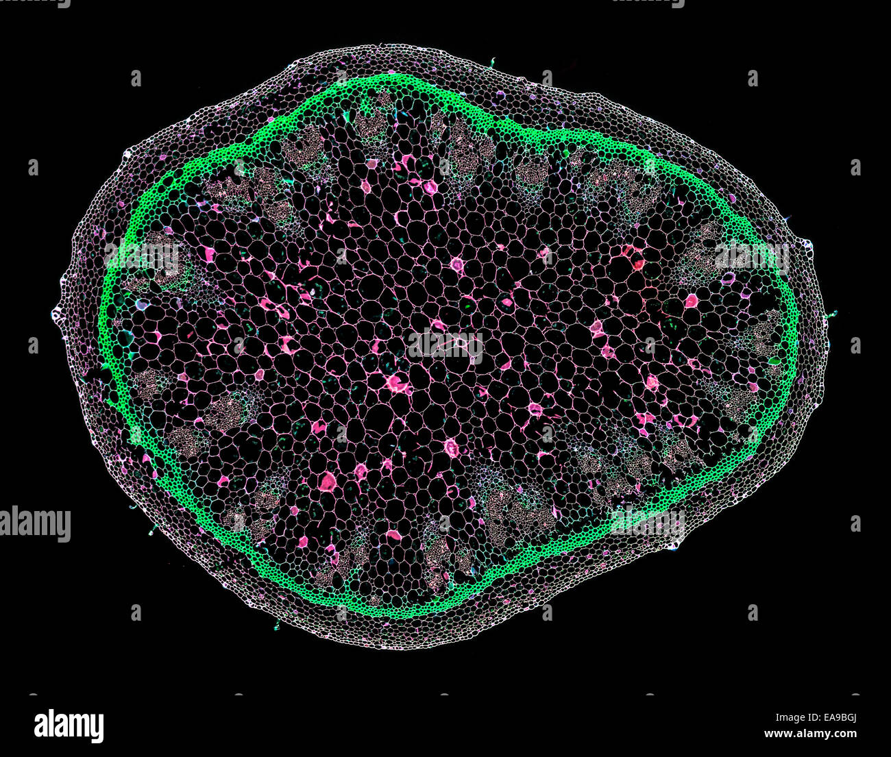 Xylem phloem vascular bundles pith osmosis darkfield photomicrograph hi ...