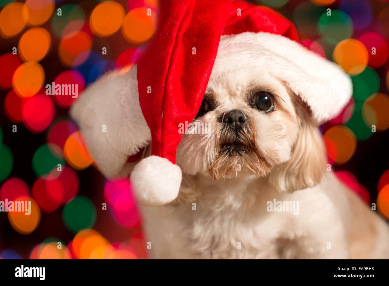 Shih tzu christmas hi-res stock photography and images - Alamy