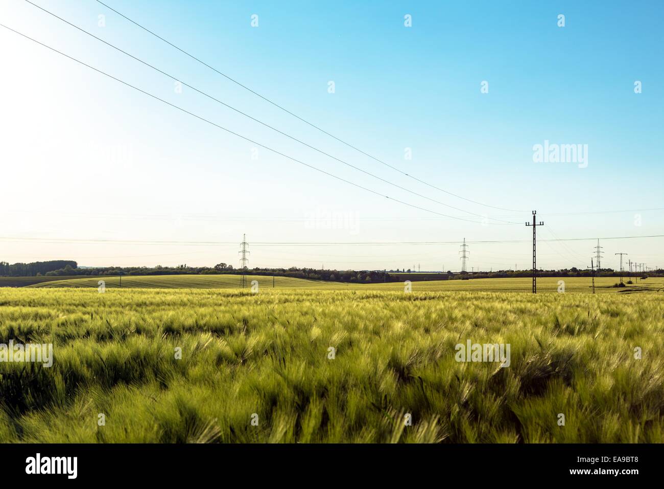 Beautiful plants in a field Stock Photo - Alamy