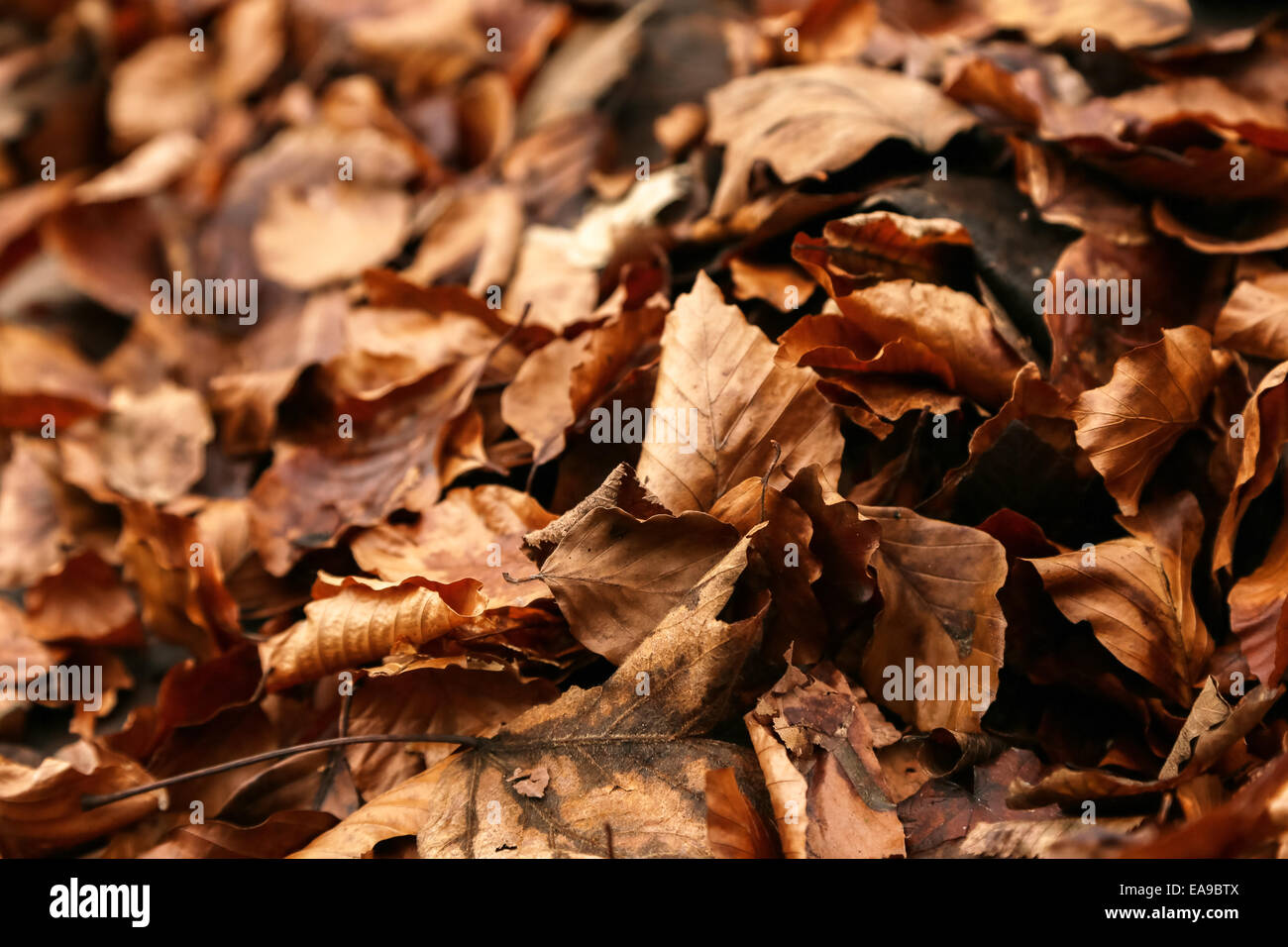 Leaf in the forest Stock Photo - Alamy