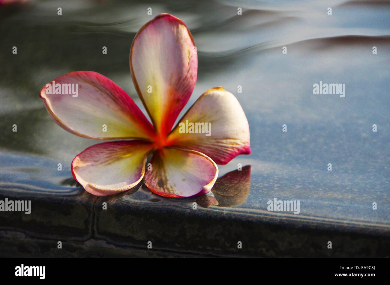 Fading flower hi-res stock photography and images - Alamy