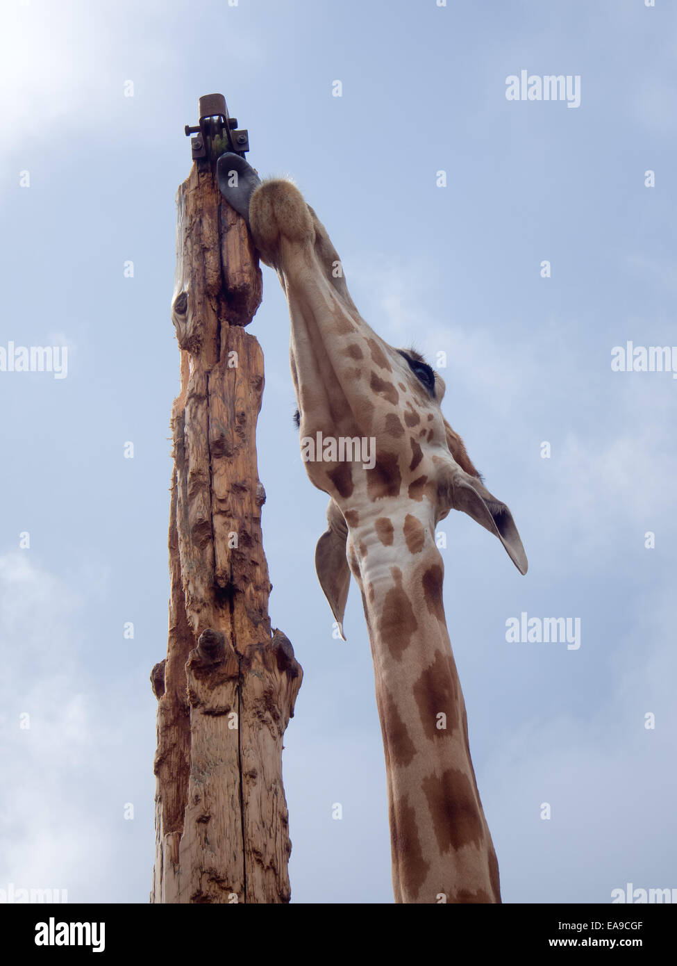 A close up of a Giraffe licking a feeding pole showing its' blue tongue ...