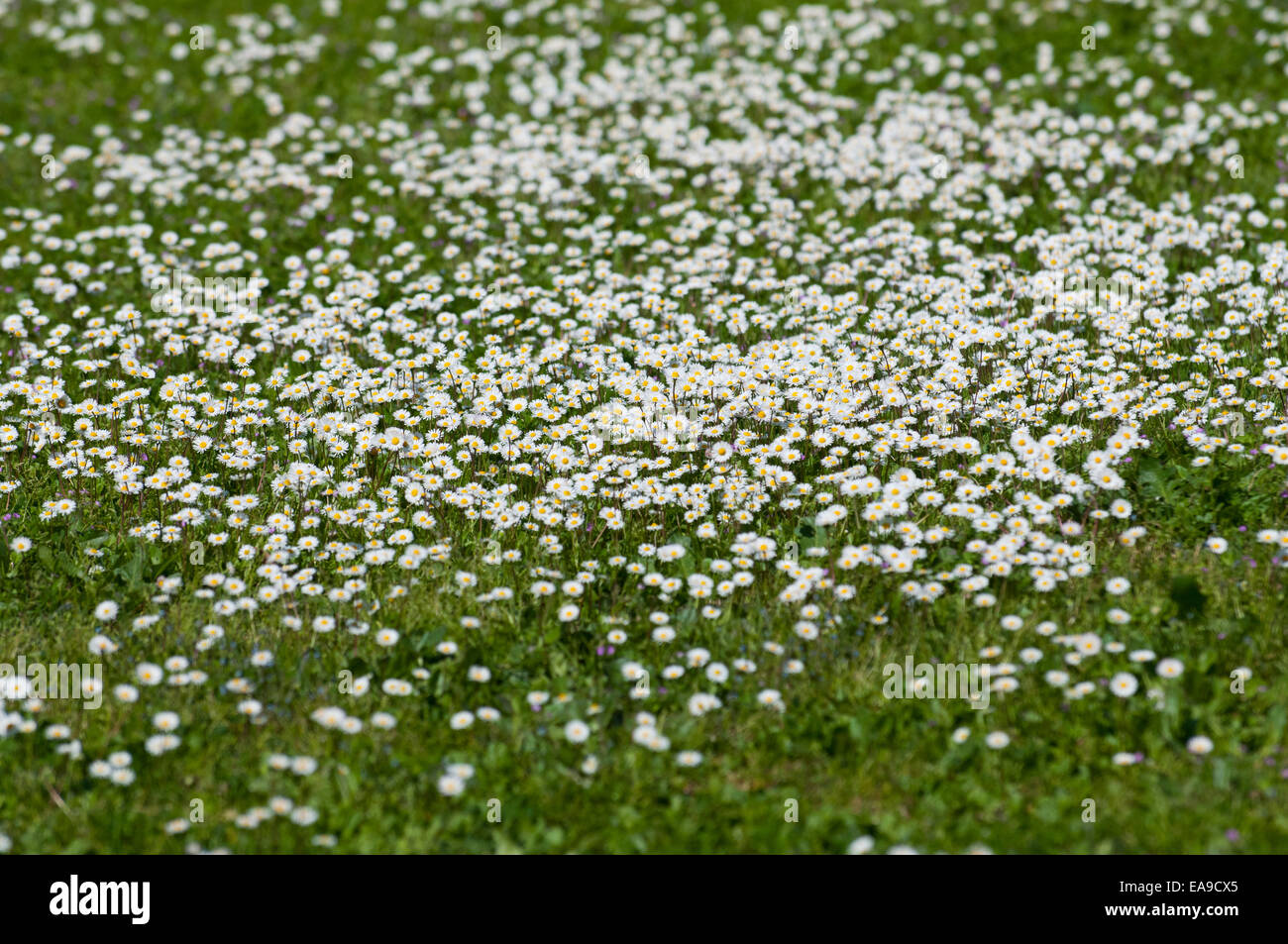 Field of daisies, Spring Stock Photo - Alamy